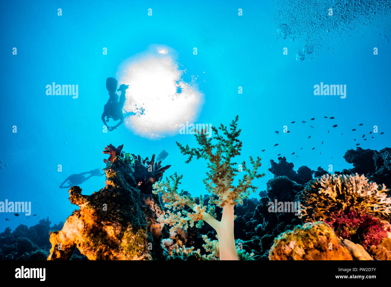 Coral reefs and water plants in the Red Sea Stock Photo - Alamy