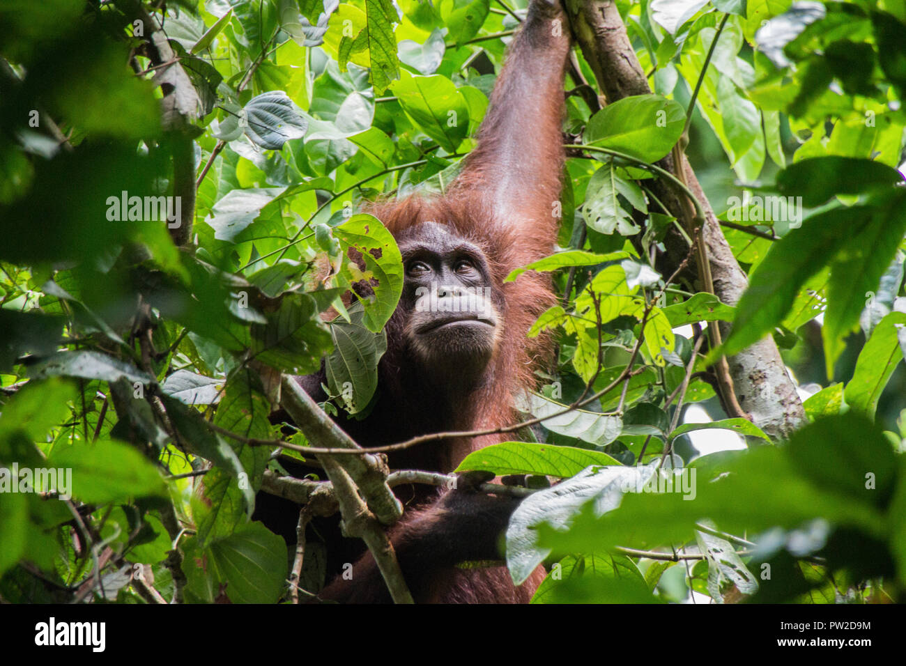 endangered Species of Urang Utan Stock Photo - Alamy