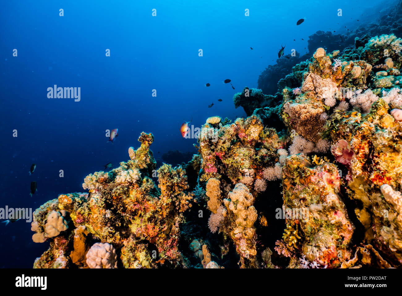 Coral reefs and water plants in the Red Sea Stock Photo - Alamy