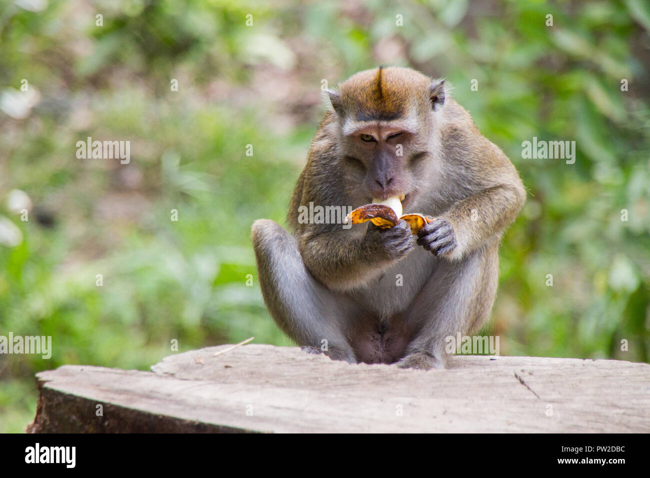 Macaques on the island of Borneo Stock Photo - Alamy
