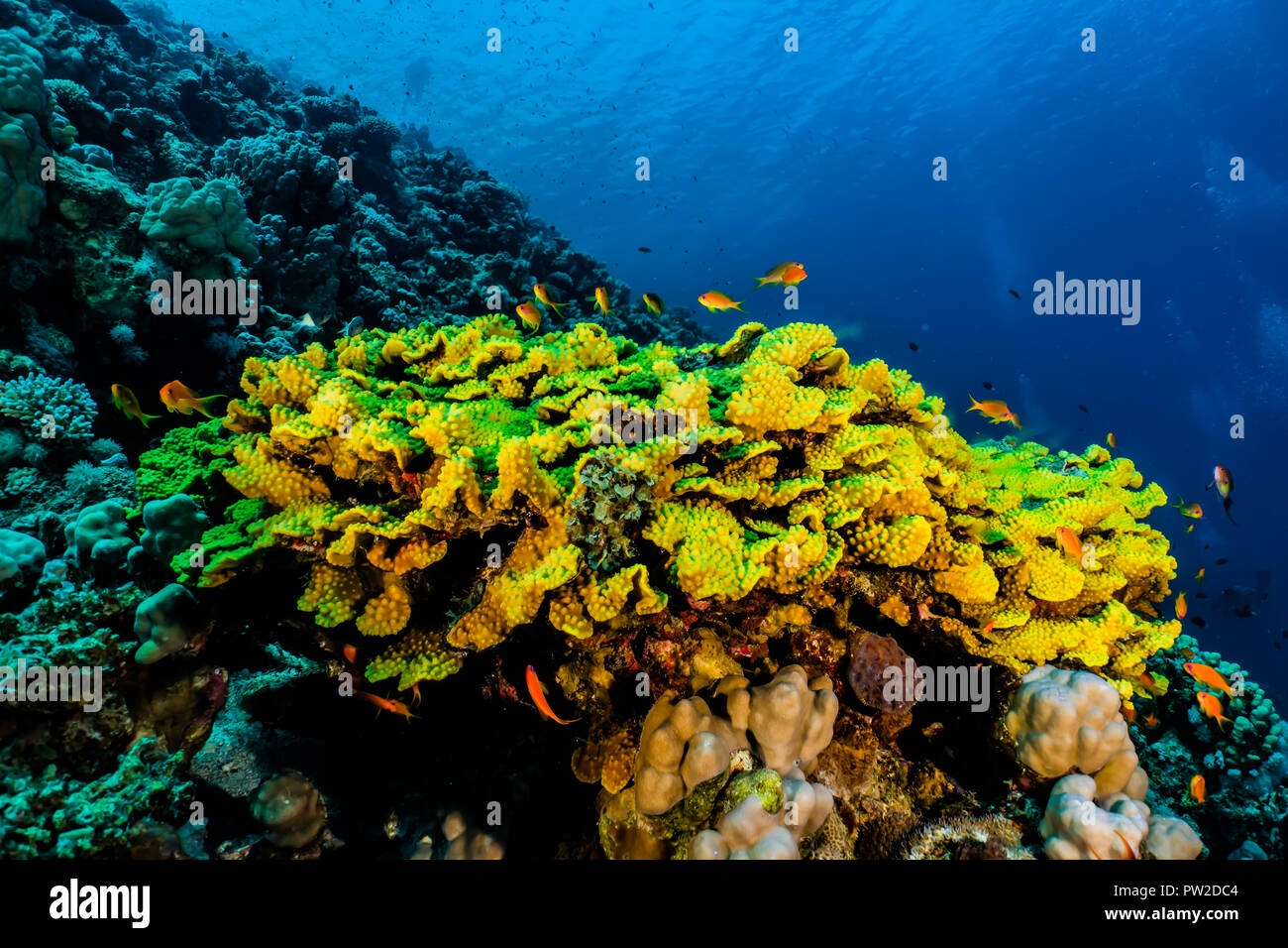 Coral reefs and water plants in the Red Sea Stock Photo - Alamy