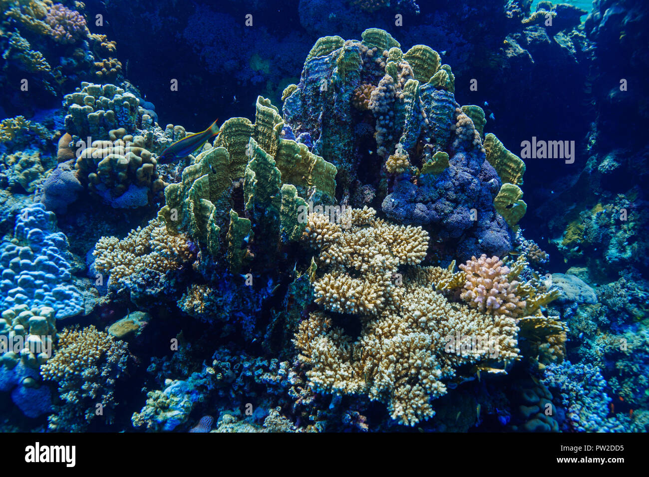 Millepora Platyphyllia Fire Corals at the Red Sea Egypt Stock Photo - Alamy