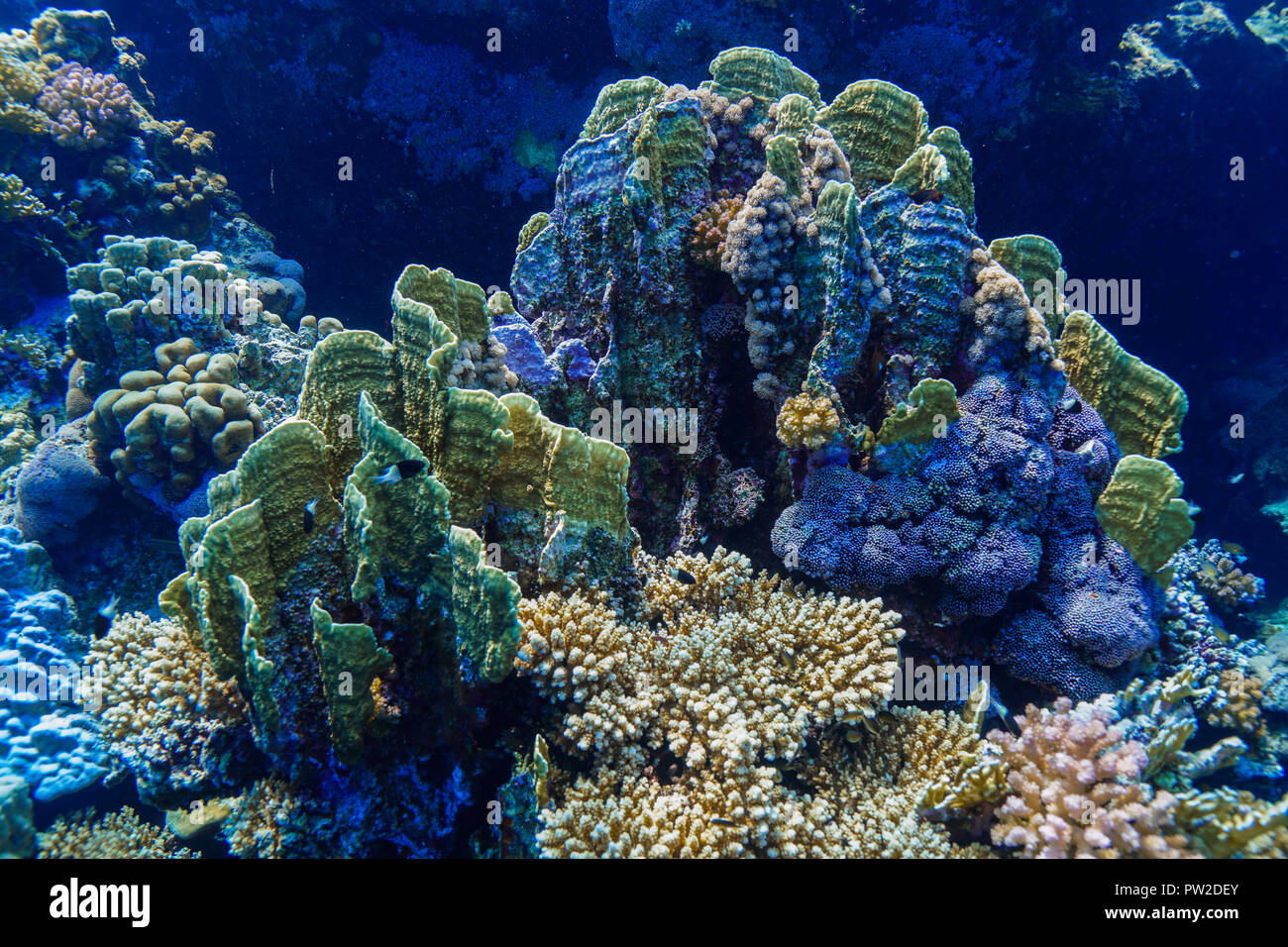 Fire corals red sea hi-res stock photography and images - Alamy