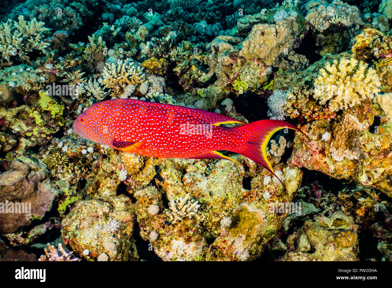 Coral reefs and water plants in the Red Sea Stock Photo - Alamy