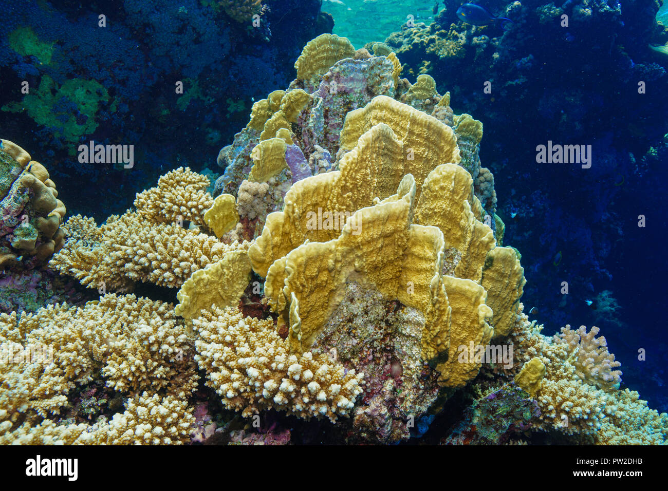 Fire corals red sea hi-res stock photography and images - Alamy