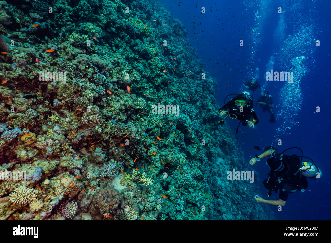Coral reefs and water plants in the Red Sea Stock Photo - Alamy