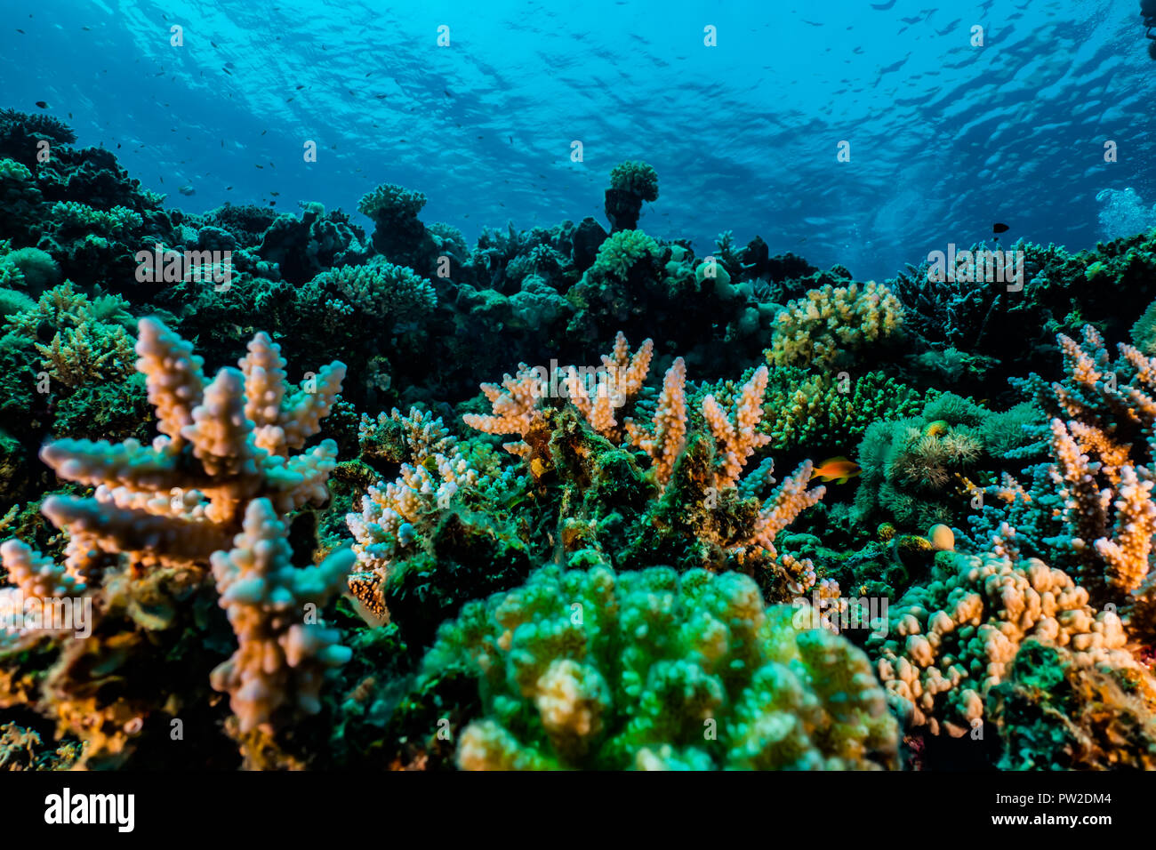 Coral reefs and water plants in the Red Sea Stock Photo - Alamy