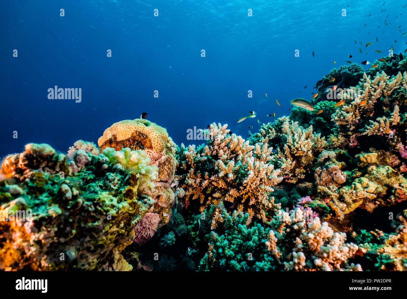 Coral reefs and water plants in the Red Sea Stock Photo - Alamy