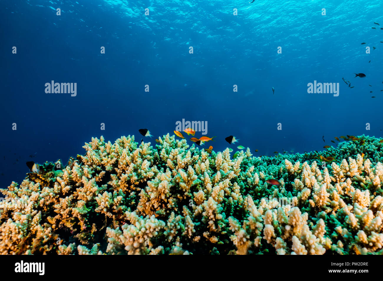 Coral reefs and water plants in the Red Sea Stock Photo - Alamy