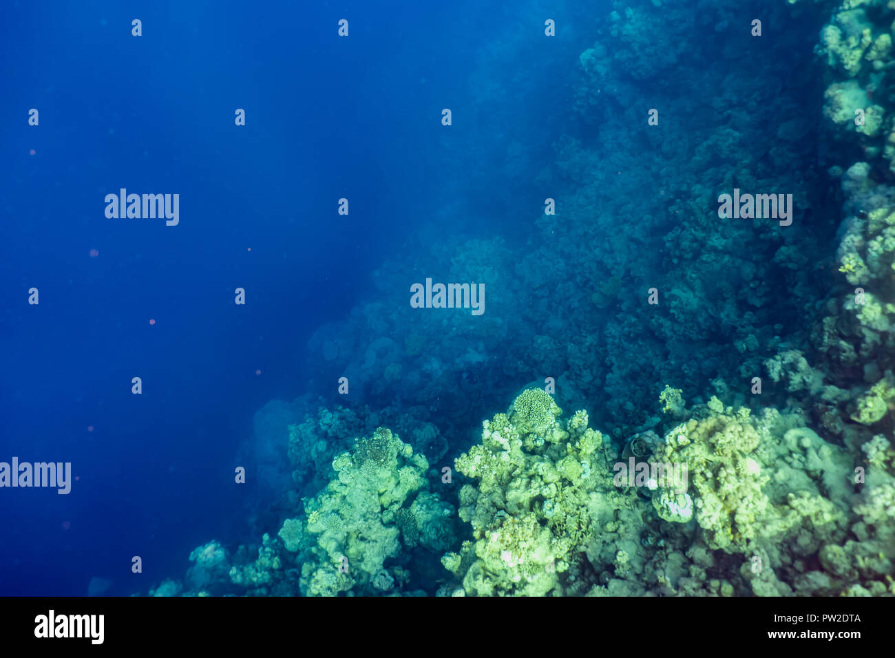 Coral reefs and water plants in the Red Sea Stock Photo - Alamy