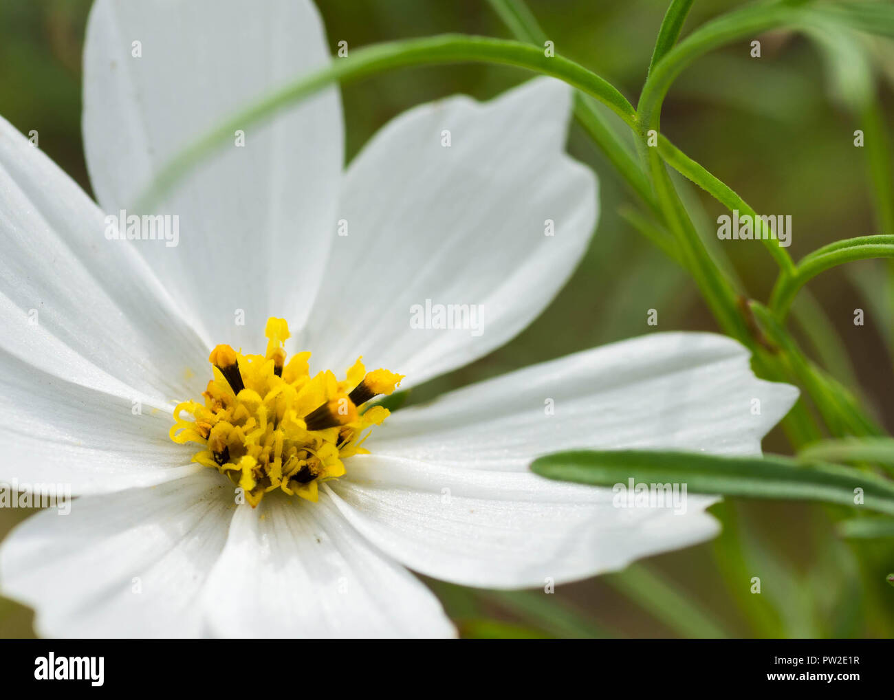 Blue cosmos isolated flower hi-res stock photography and images - Alamy