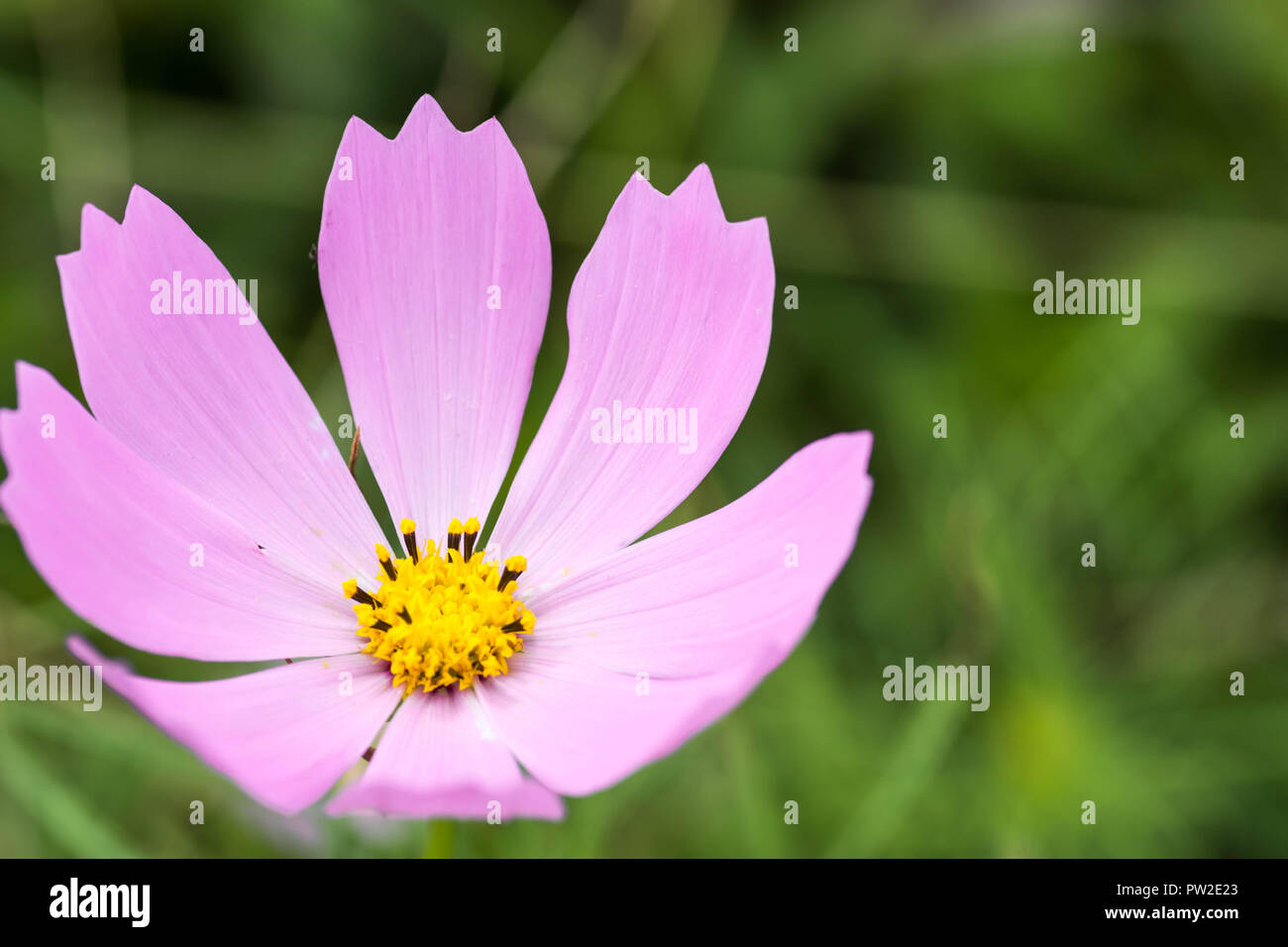 Kyushu flower hi-res stock photography and images - Alamy