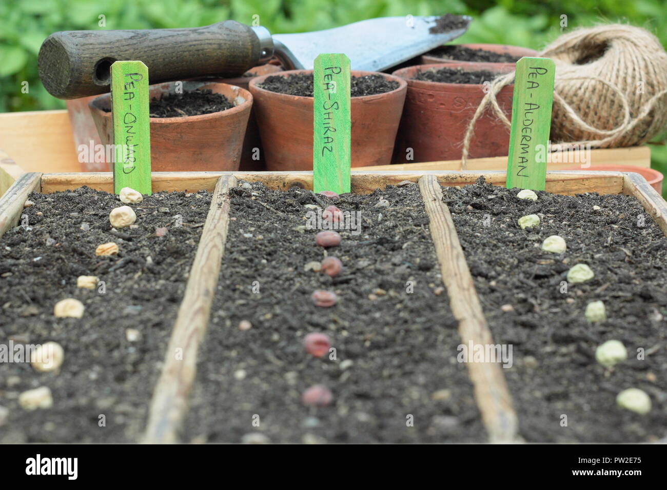 Planting peas in seed tray hi-res stock photography and images - Alamy