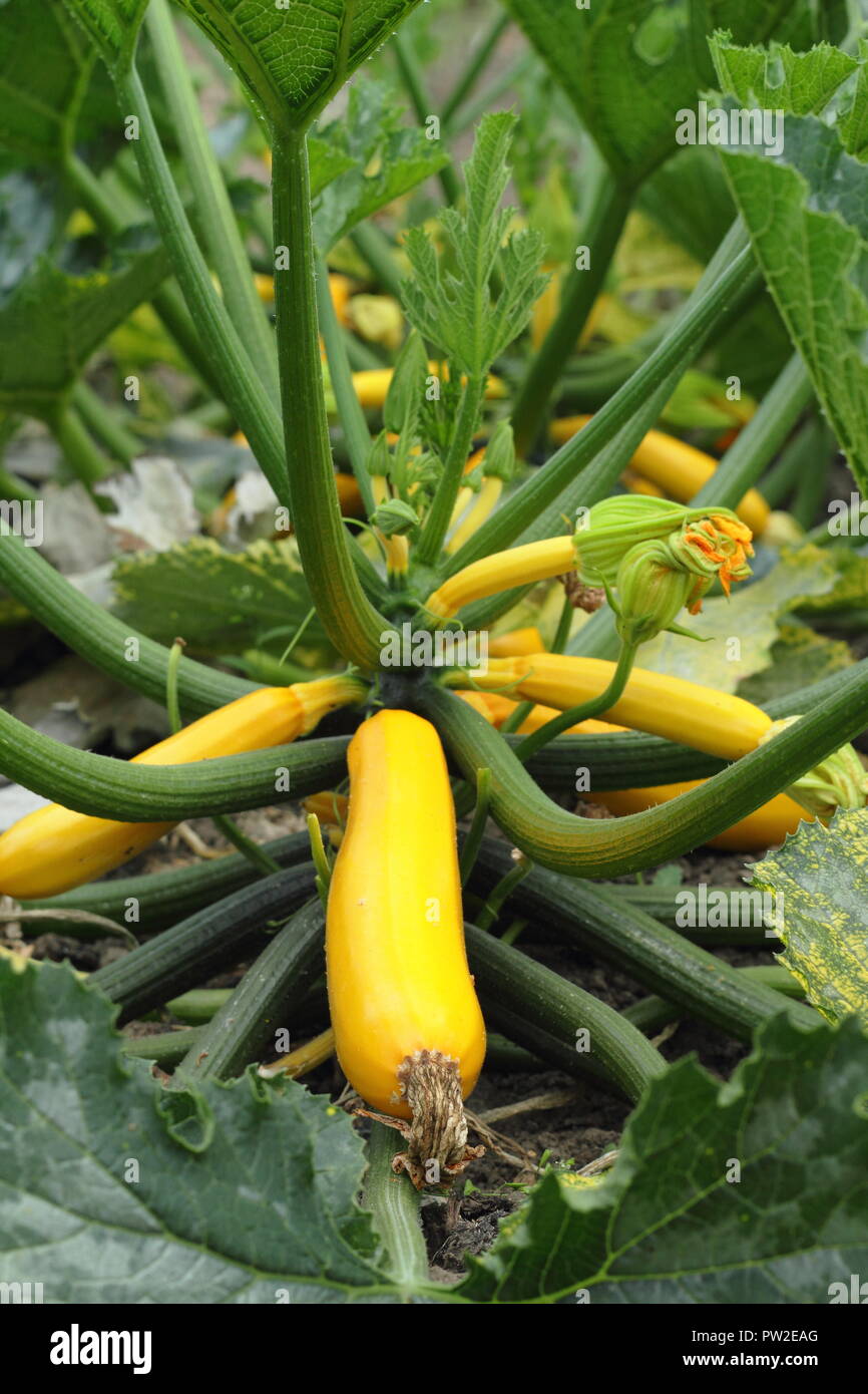 Courgette growing hi-res stock photography and images - Alamy