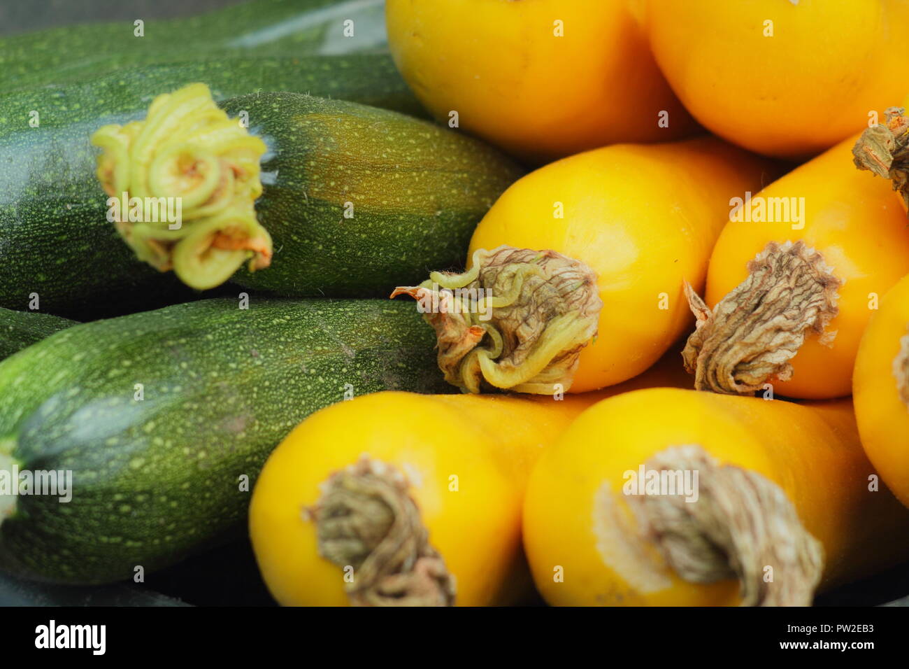 Freshly picked courgette 'All Green Bush' and 'Soleil' zucchini, UK ...