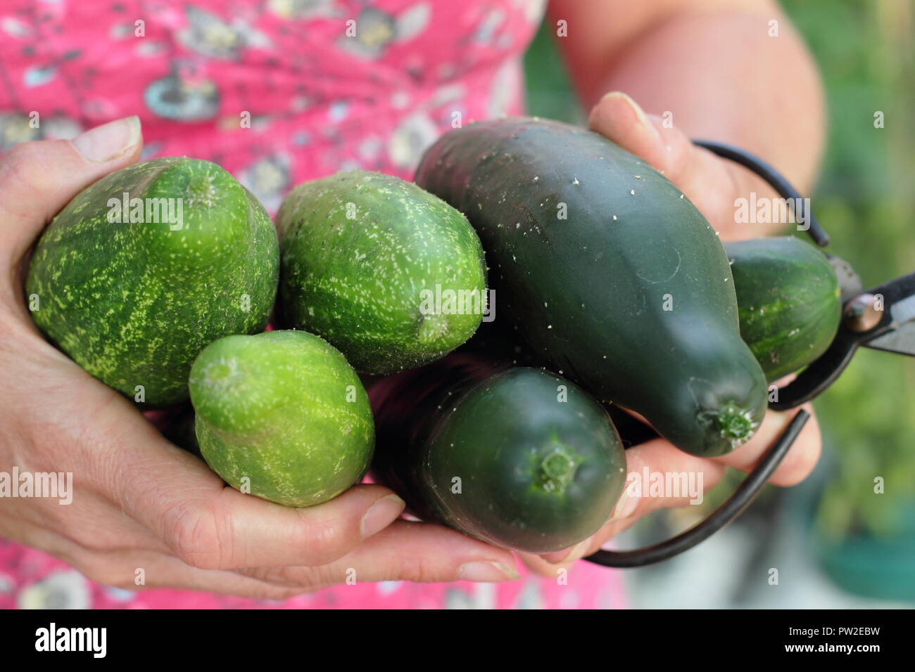 Cucumis sativus. Freshly harvested 'Marketmore' and 'Delikate ...