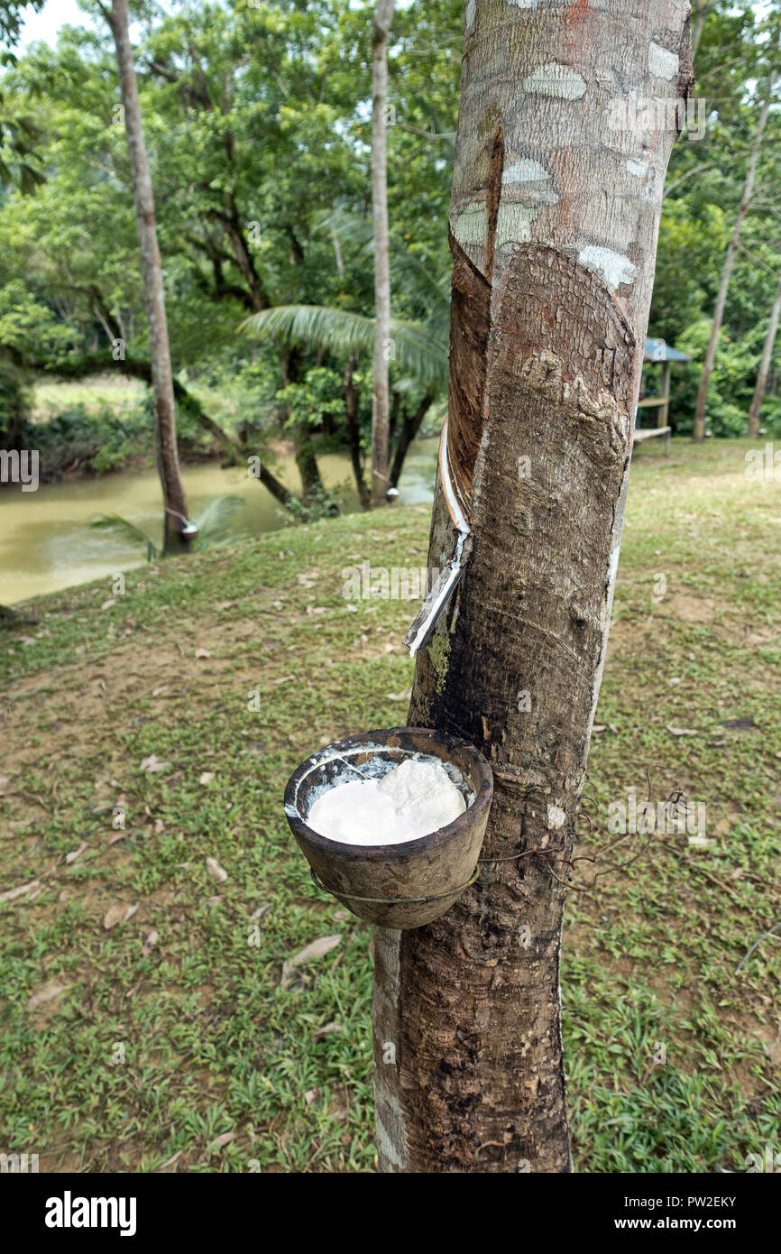 Rubber milk hi-res stock photography and images - Alamy