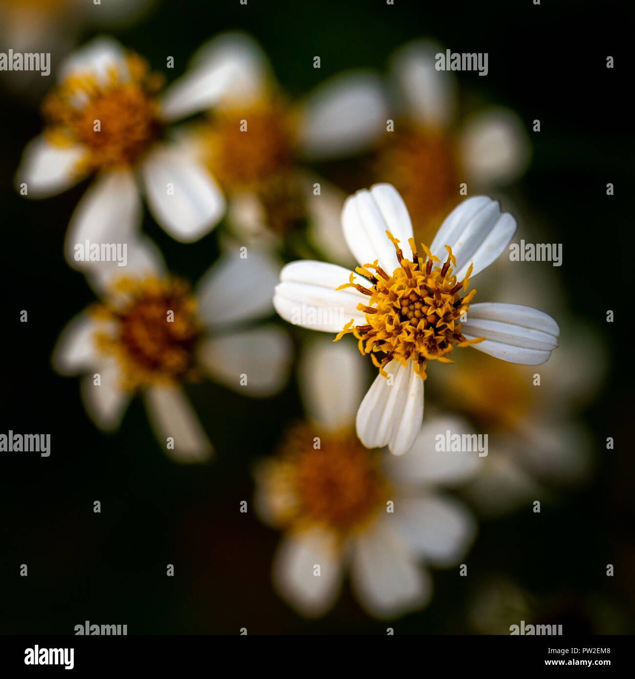 Six petals hi-res stock photography and images - Alamy