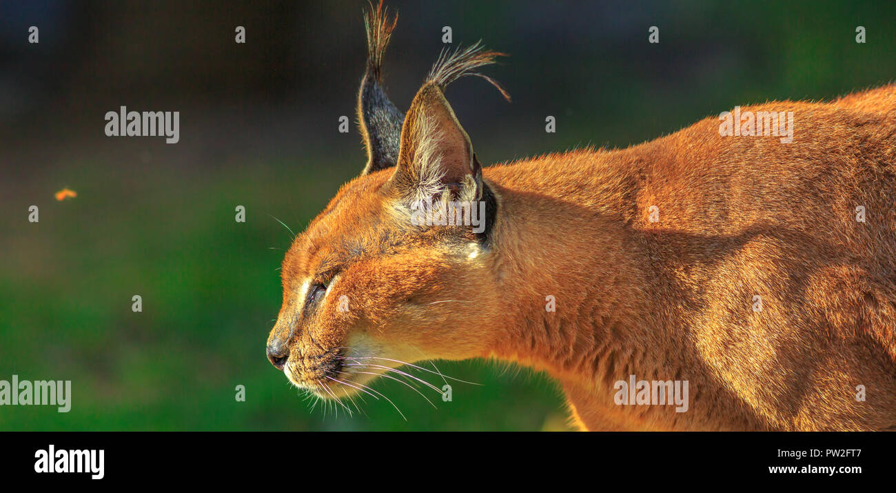 African Caracal Lynx
