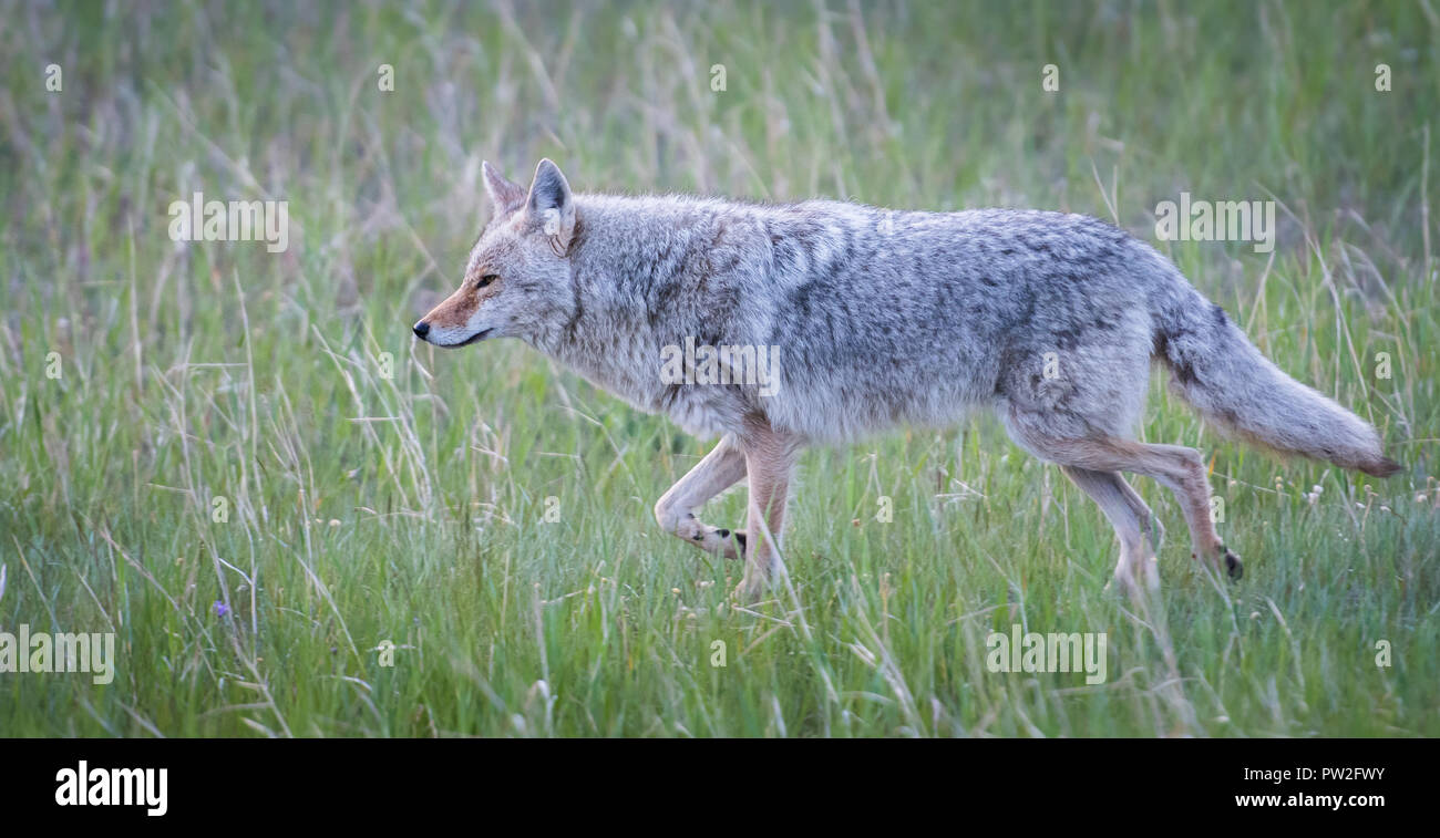 Coyote in the wild Stock Photo - Alamy