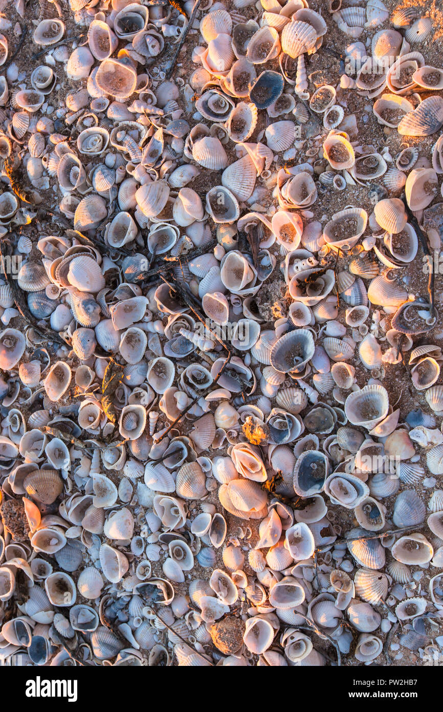 Shells on the north sea beach hi-res stock photography and images - Alamy