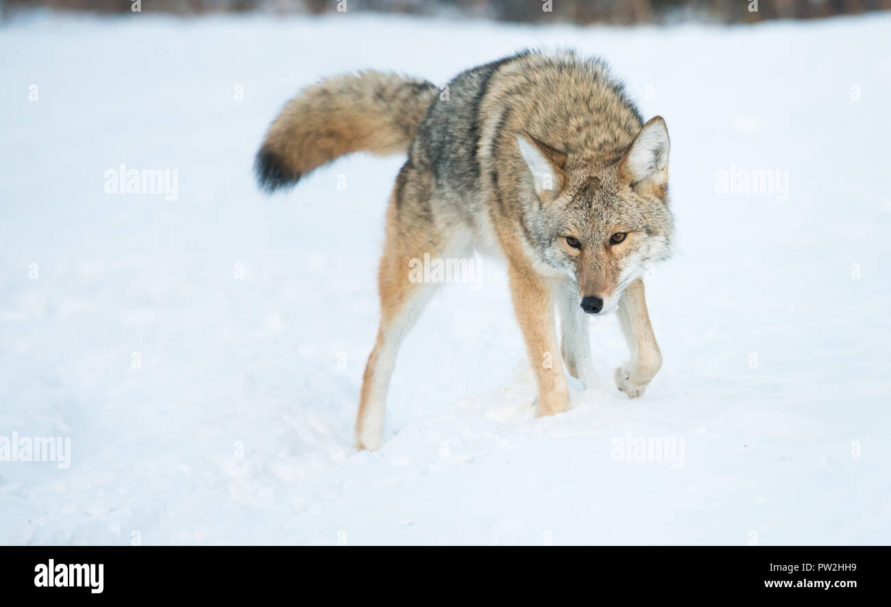 Coyote in the wild Stock Photo - Alamy
