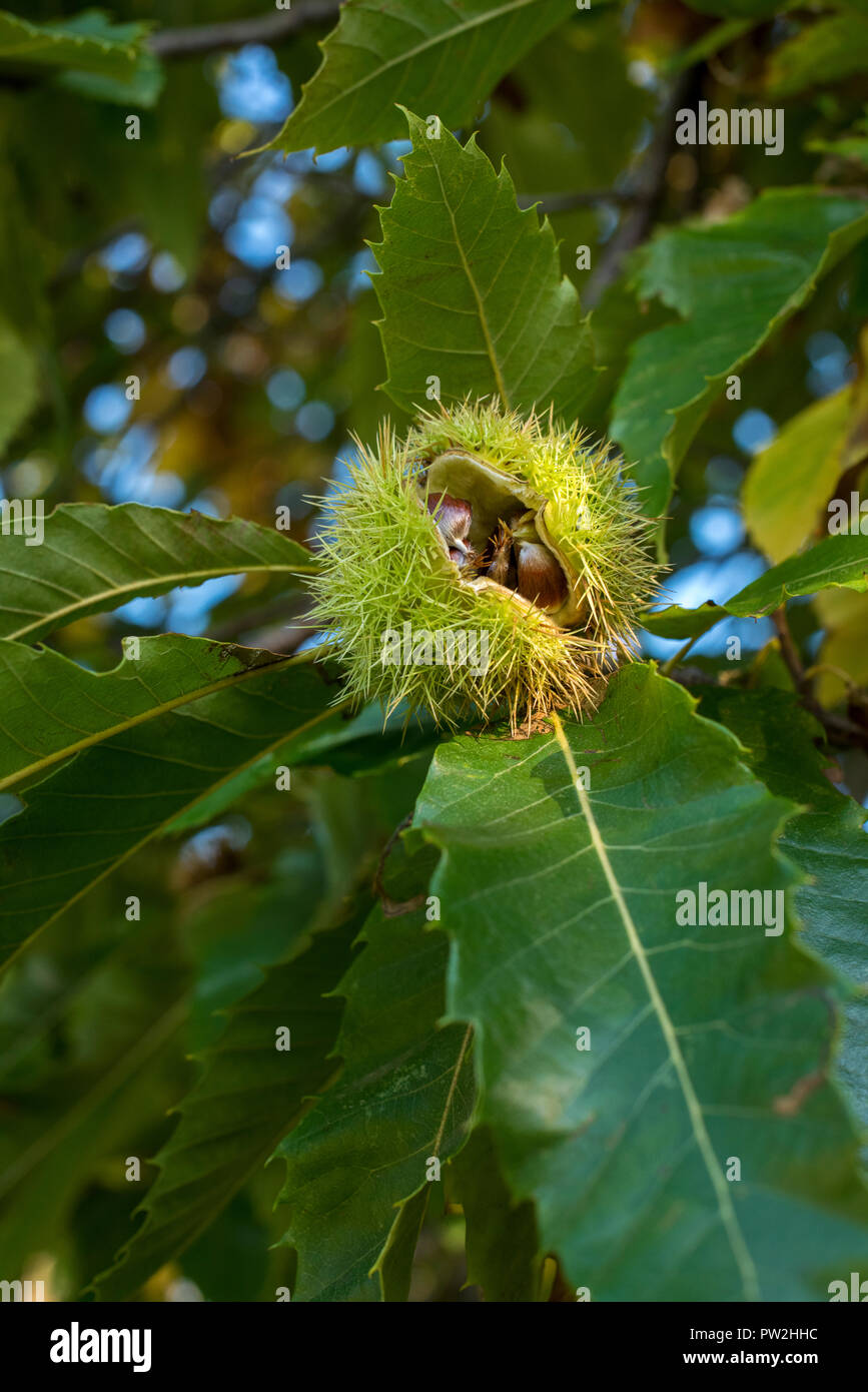 Casing Of The Colors High Resolution Stock Photography and Images - Alamy