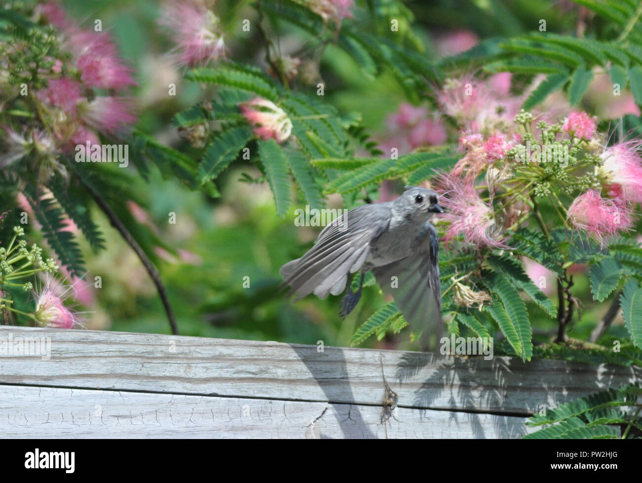 Tufted titmouse in flight Stock Photo - Alamy