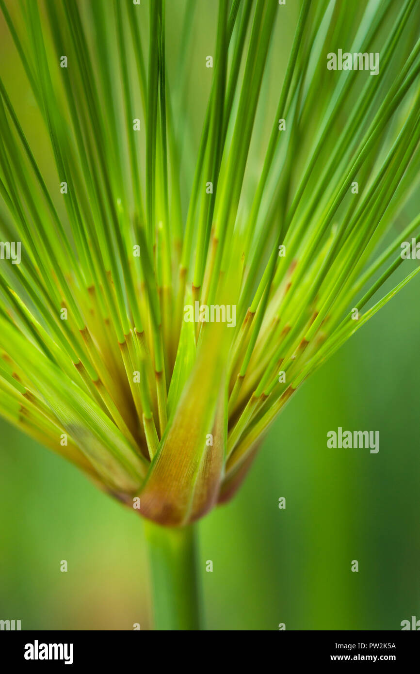 A detailed close up of a lush green papyrus grass bloom with a softly ...