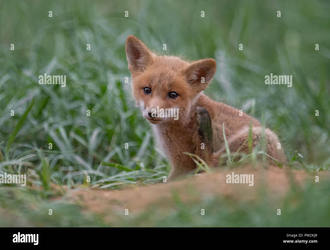 White kits hi-res stock photography and images - Alamy