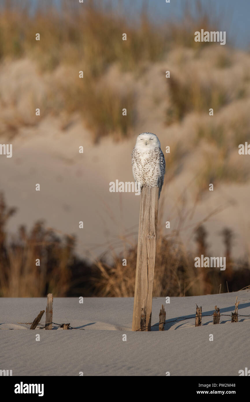 Snowy Owl on the beach Stock Photo - Alamy