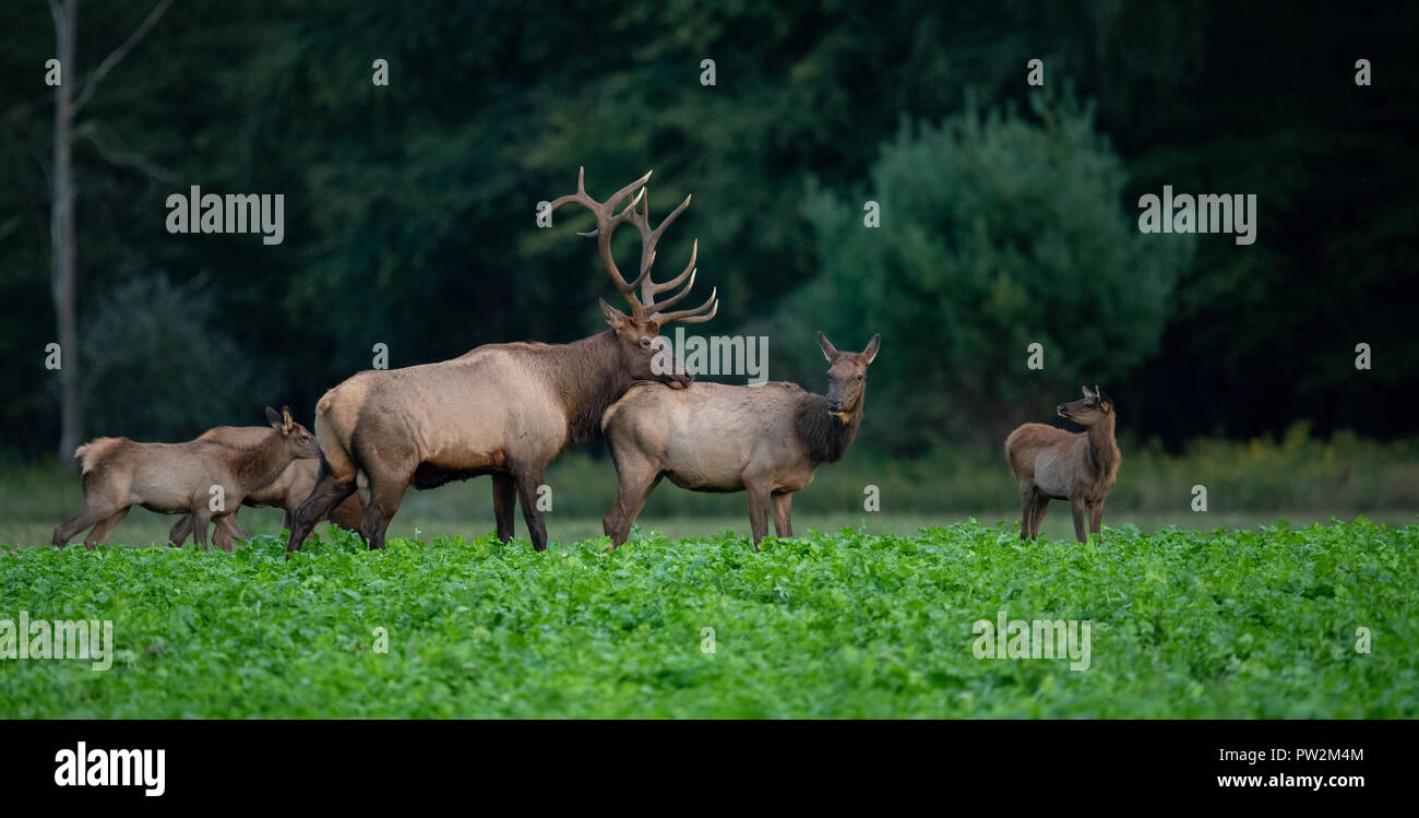 Wilk Elk during the Rut Season Stock Photo - Alamy