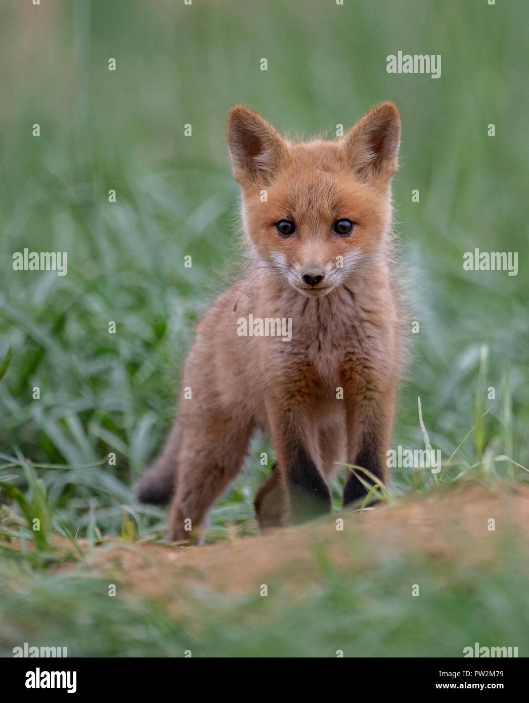 White Kits High Resolution Stock Photography and Images - Alamy