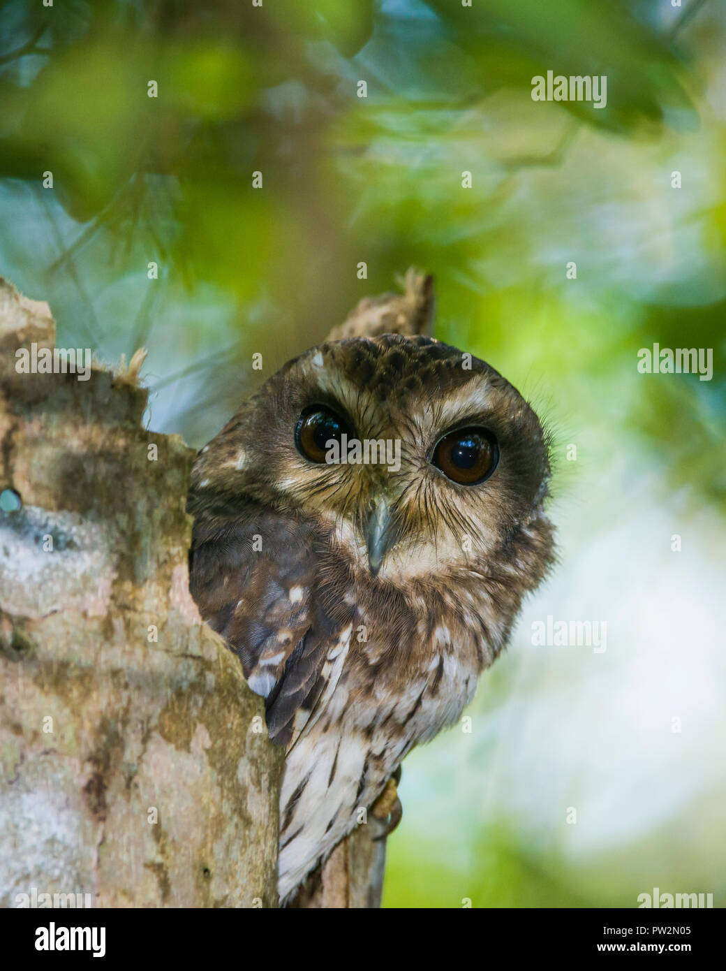 A Cuban Screech Owl (Margarobyas lawrencii) looks out from a roost tree ...