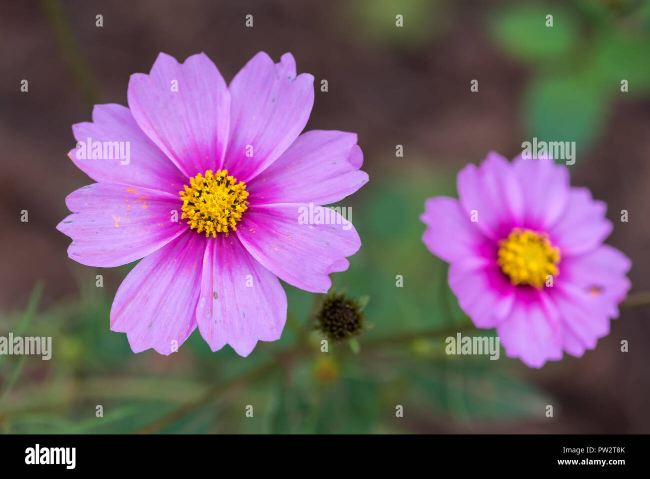 Garden cosmos flowers - Cosmos bipinnatus - close up in a forest in ...