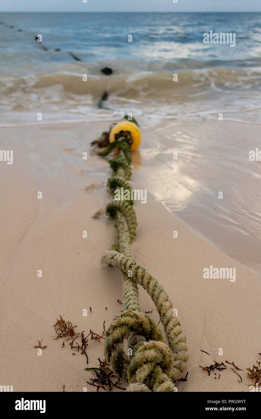 Rope algae hi-res stock photography and images - Alamy