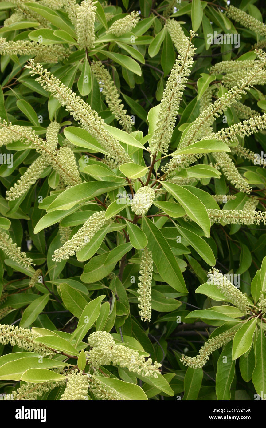 BUCKINGHAMIA CELSISSIMA TREE, ALSO KNOWN AS THE IVORY CURL TREE, NORTH ...