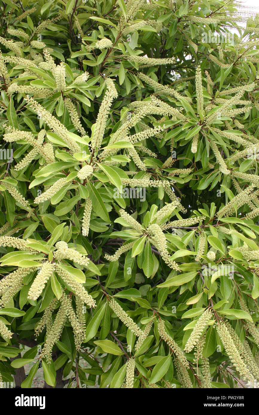 BUCKINGHAMIA CELSISSIMA TREE, ALSO KNOWN AS THE IVORY CURL TREE, NORTH ...