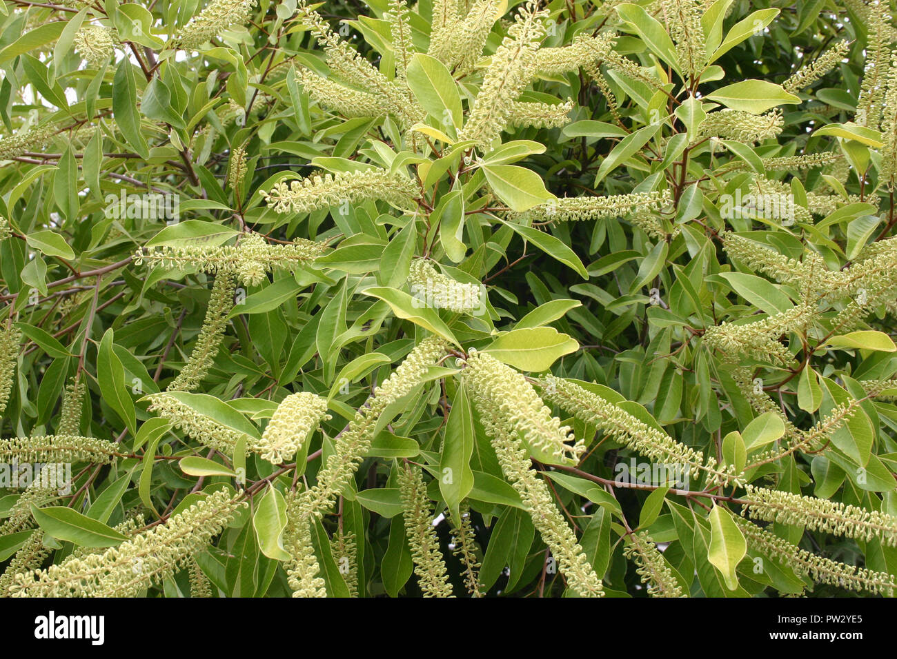 BUCKINGHAMIA CELSISSIMA TREE, ALSO KNOWN AS THE IVORY CURL TREE, NORTH ...