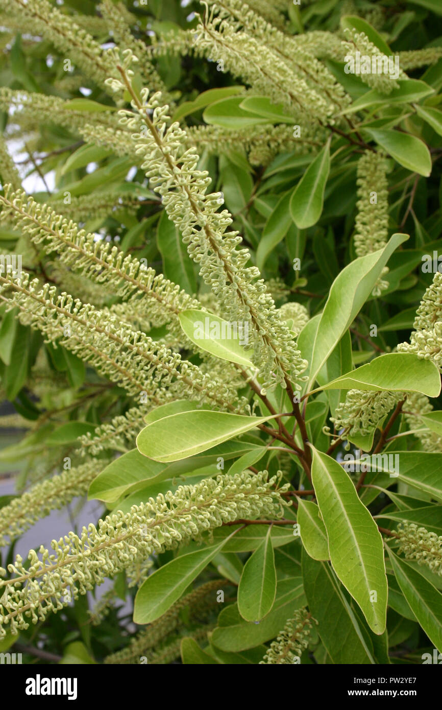 BUCKINGHAMIA CELSISSIMA TREE, ALSO KNOWN AS THE IVORY CURL TREE, NORTH ...