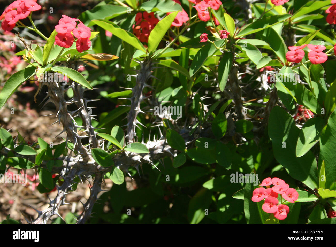 Christ thorn hi-res stock photography and images - Alamy