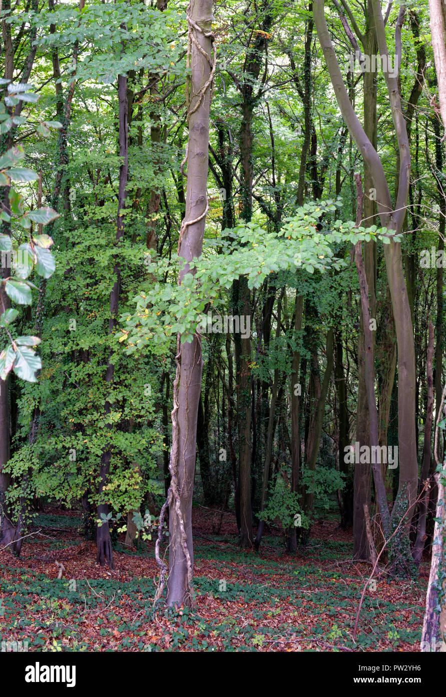 Dark Beech Woodland on steep slopes of Uley Bury, Gloucestershire Stock ...