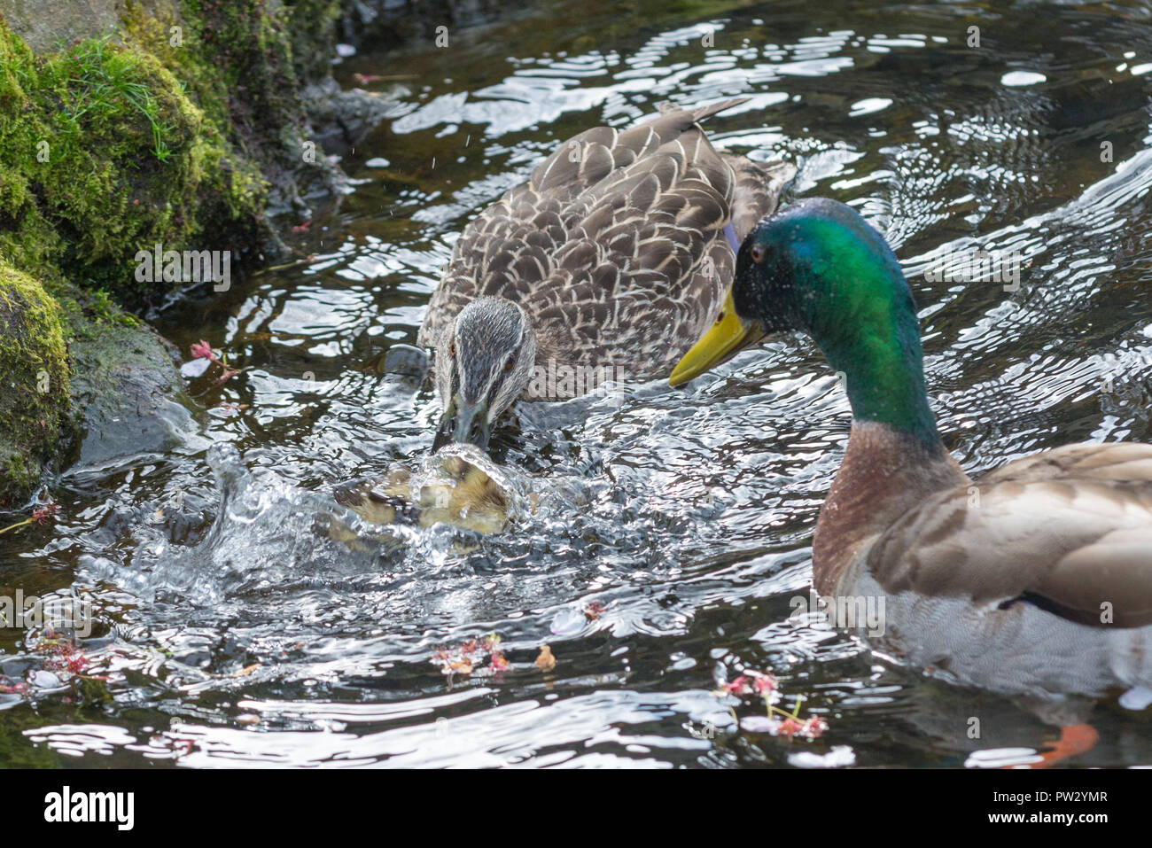 Wildfowl collection hi-res stock photography and images - Alamy