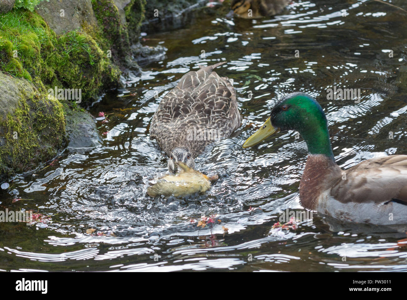 Baby Mallard duckling being killed by a adult female, from start to ...