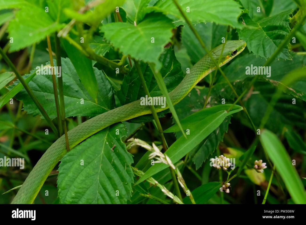 A rough greensnake, also known as a green grass snake, slithers through ...