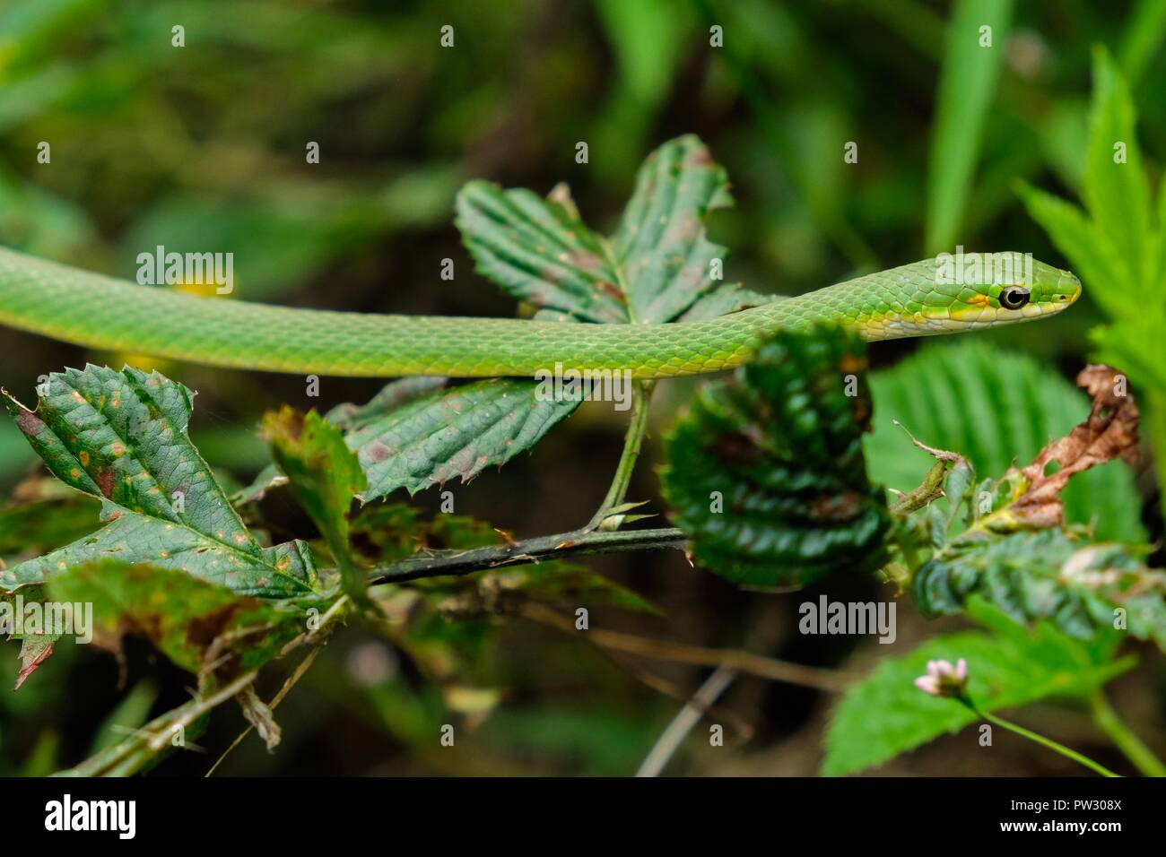 Green grass snake hi-res stock photography and images - Alamy