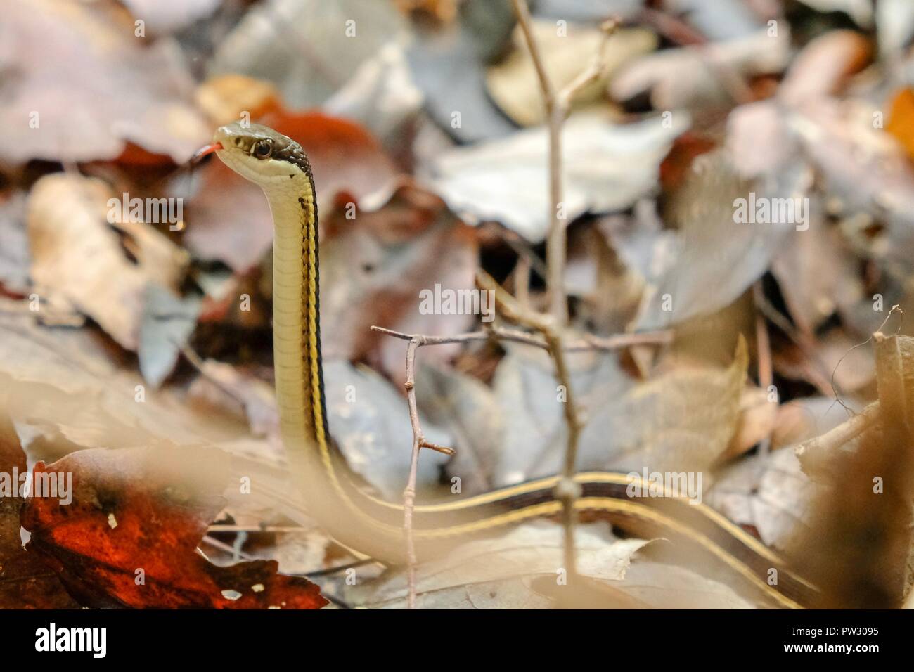 Ribbon snake hi-res stock photography and images - Alamy