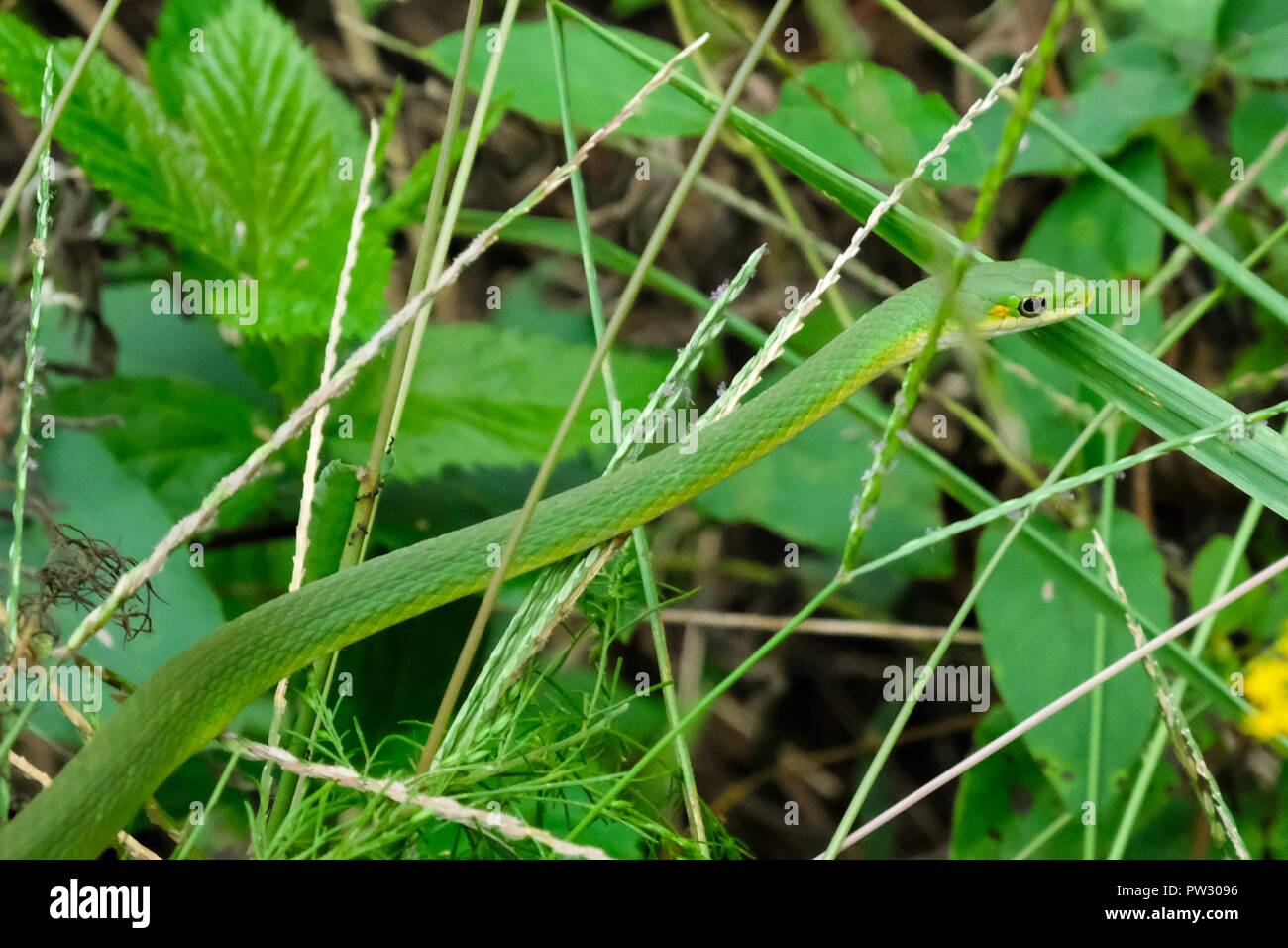 A rough greensnake, also known as a green grass snake, waits motionless ...