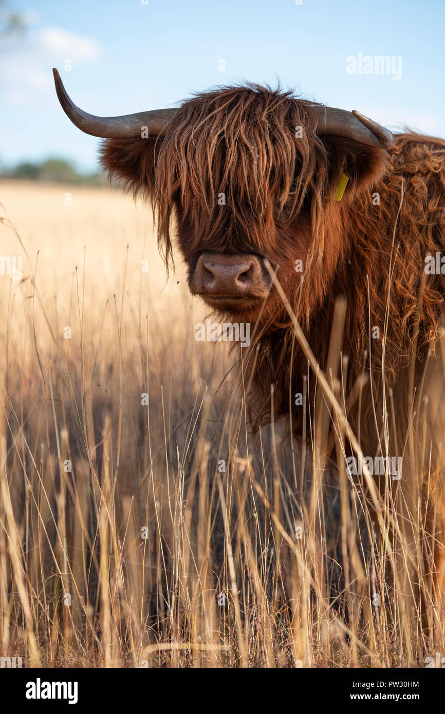 Highland cow on the farm during the day Stock Photo - Alamy