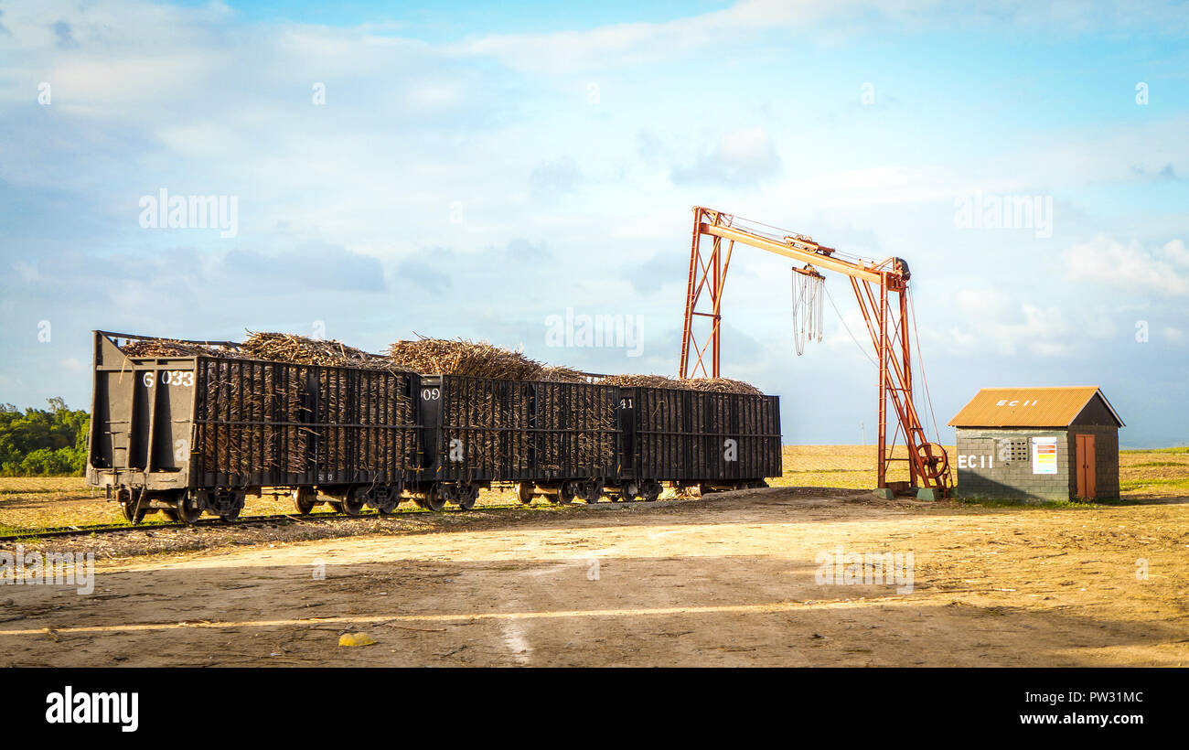 Train transport transportation sugar cane hi-res stock photography and ...